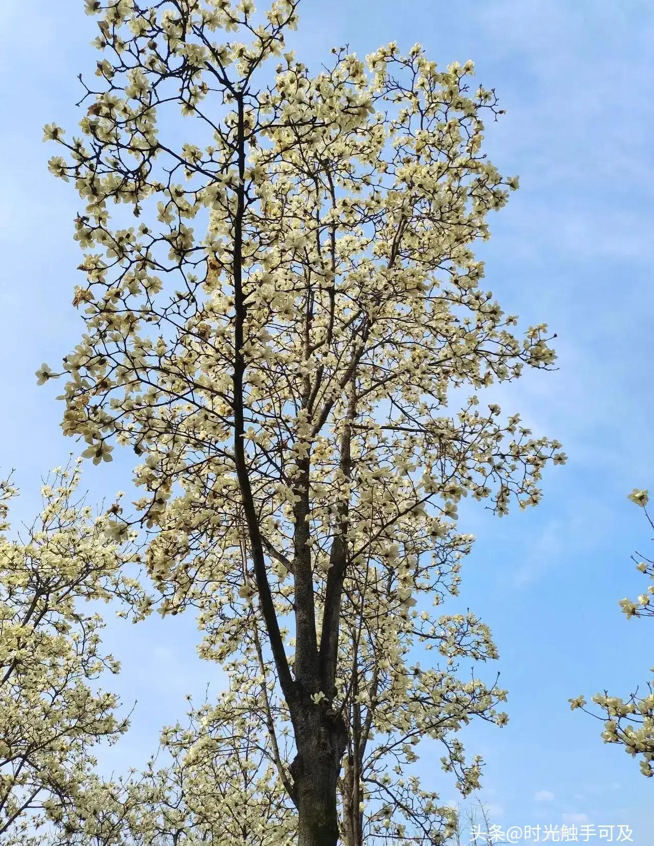 Two Poems "When the Magnolia Blooms" / "Thinking in the Moonlight" - iMedia