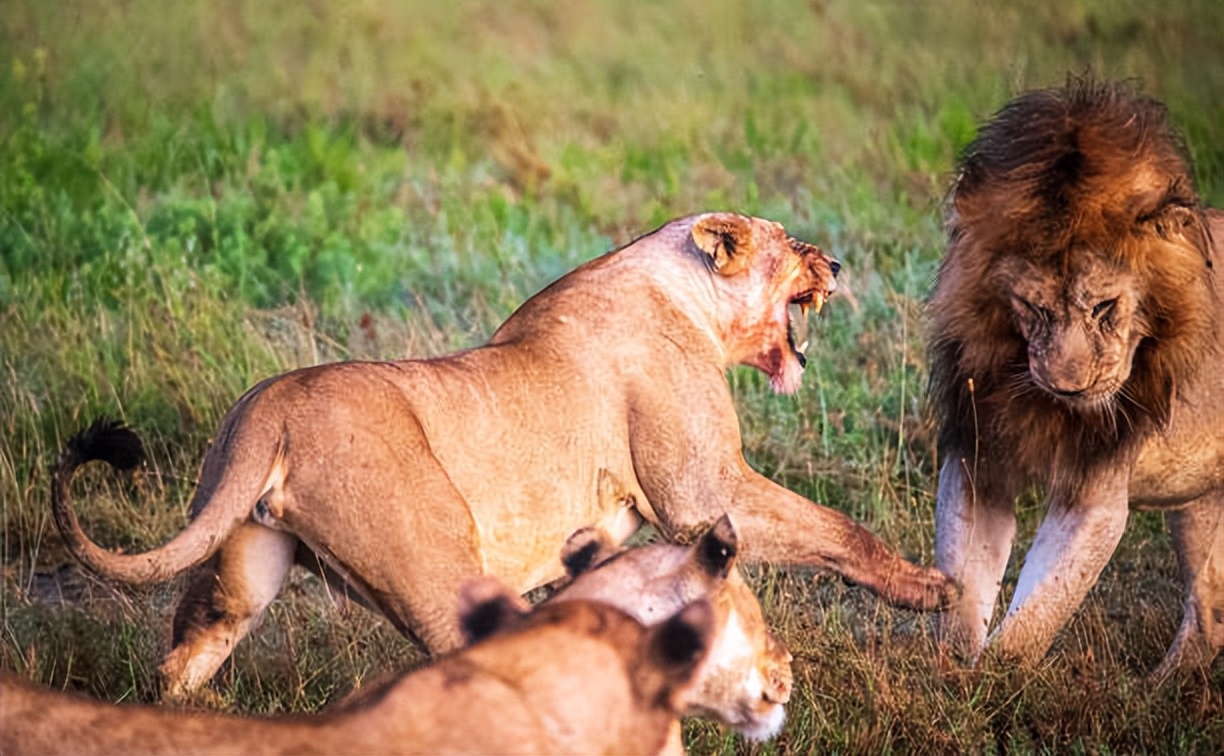 The important role and protected status of the lioness in the lion ...