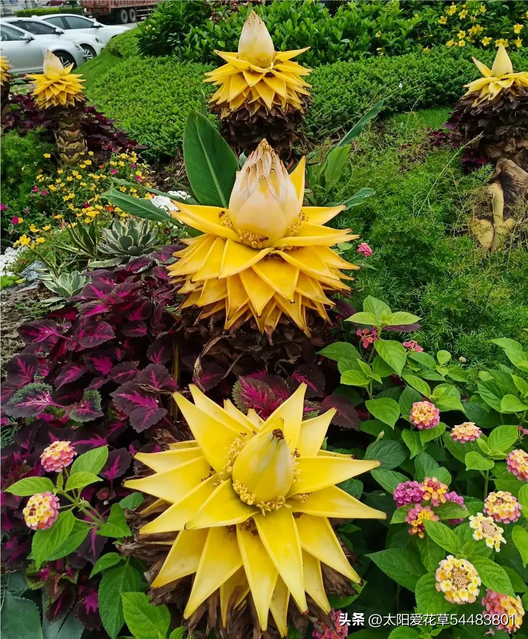 6 kinds of "clown" flowers, novices dislike, old gardeners are ...