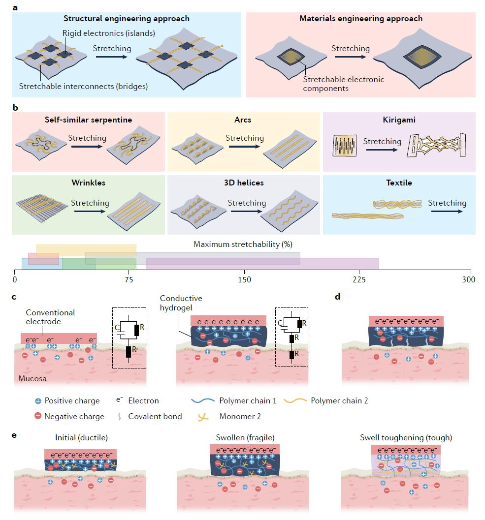 MIT-Harvard Medical School Review: Defining Electronic Mucosa - iNEWS