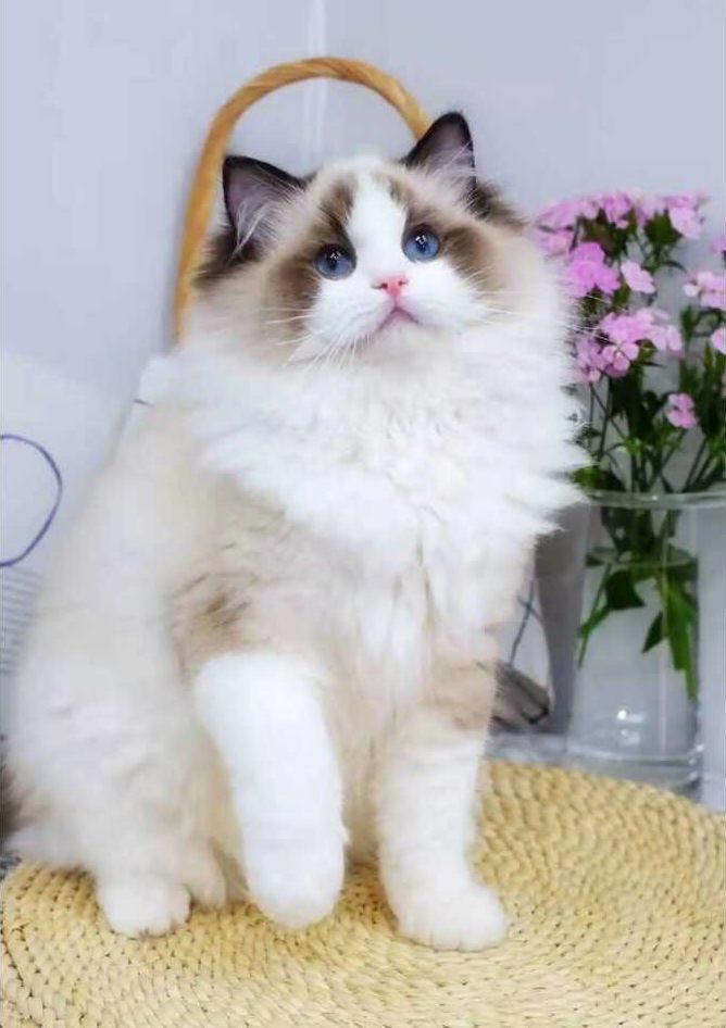 The most beautiful puppet cat has elegant and noble temperament and ...