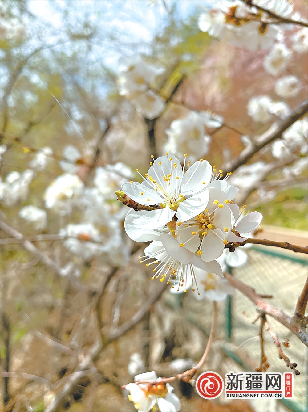 Spring flowers on the street, are you ready? ——A guide to Urumqi's ...