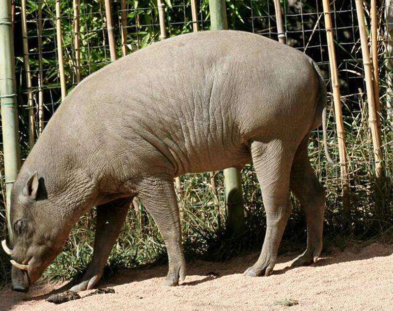 A strange wild boar appeared on an Indonesian island. Its fangs can ...