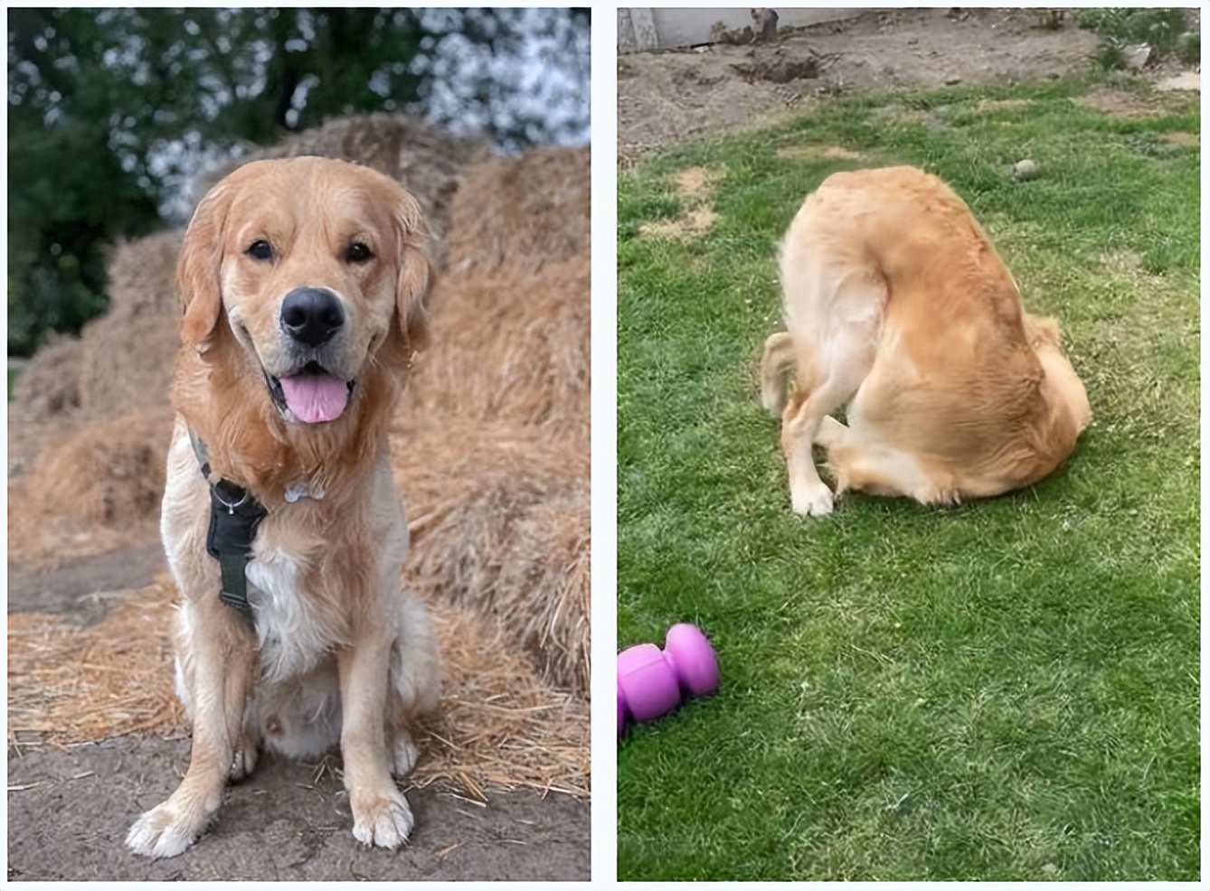 The genius golden retriever has become popular on the Internet, can do ...