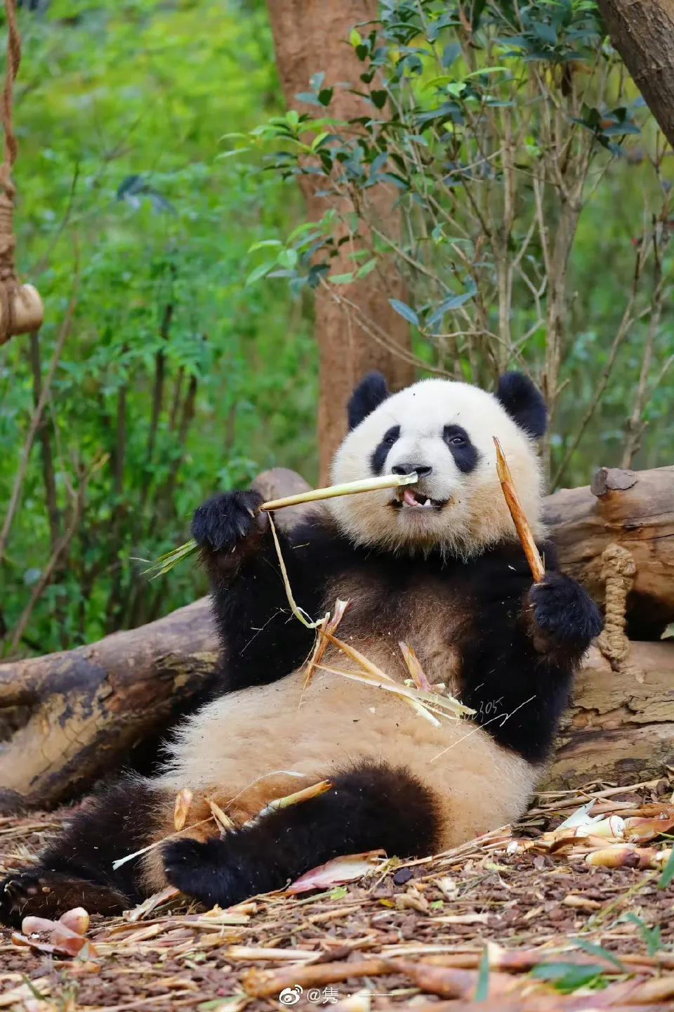 Pandas also have three, six, nine, etc.? Fu Duoduo was labeled a ...