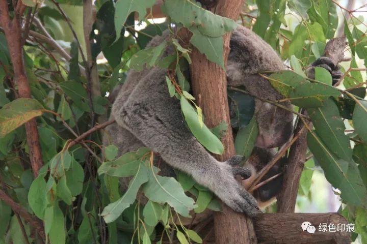 Seeing Koalas at Paradise Farm - "Australia and New Zealand Journey ...