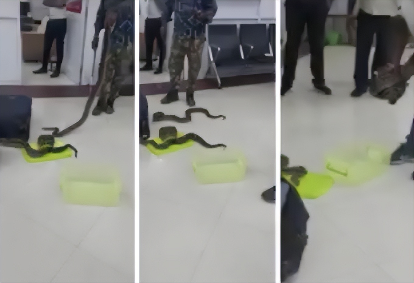 22 snakes hidden in Indian women's suitcase were revealed, and the big ...
