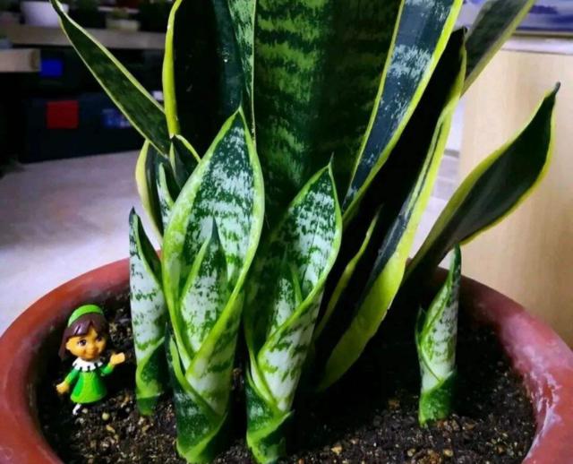 Tiger Pilan has a "small switch". After it is turned on, the leaves are ...