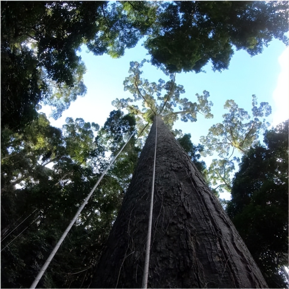 Inventory of the ten tallest trees in the world, the tallest tree in ...