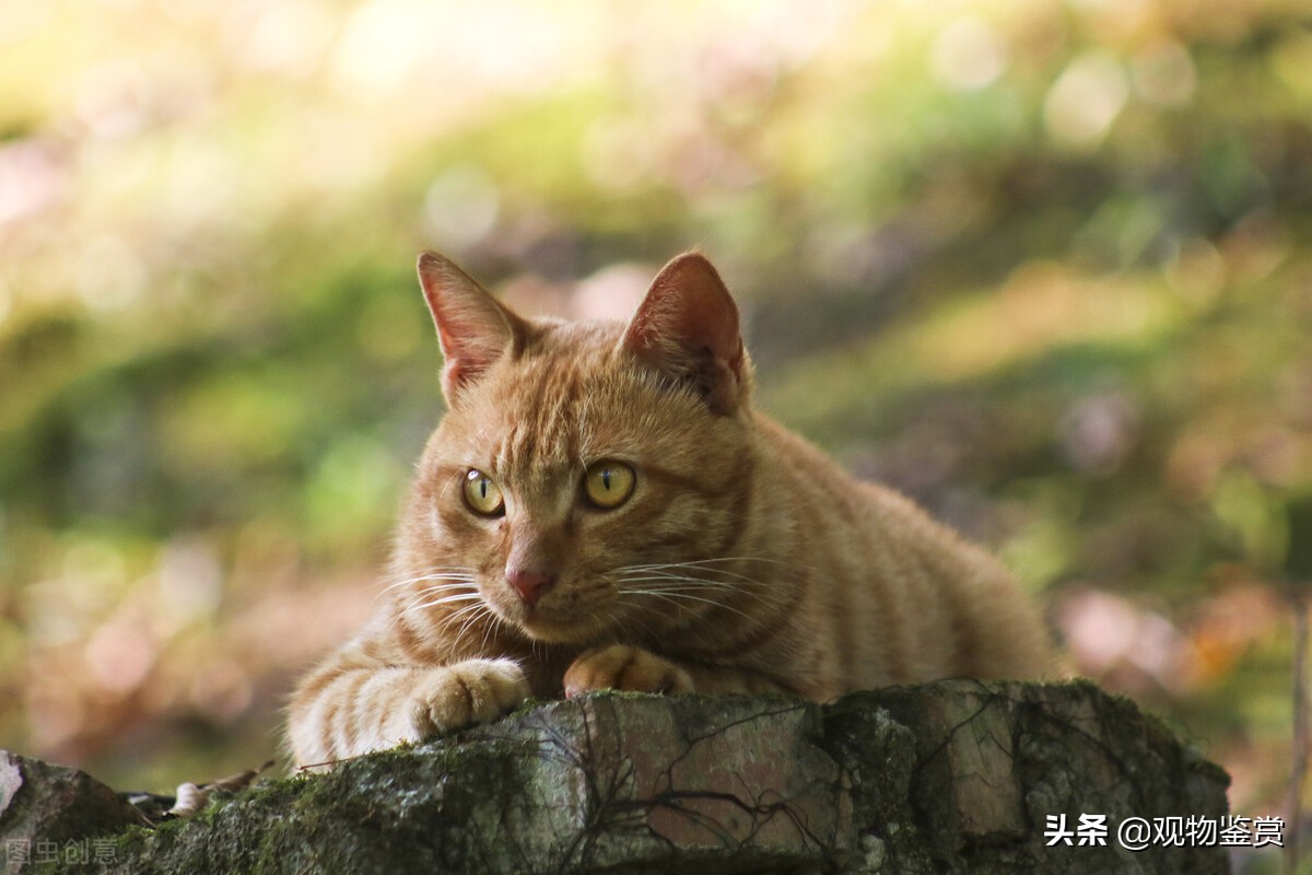 What kind of cat is Uncle Cat and why?Uncle Cat in Feng Zikai's Novels ...
