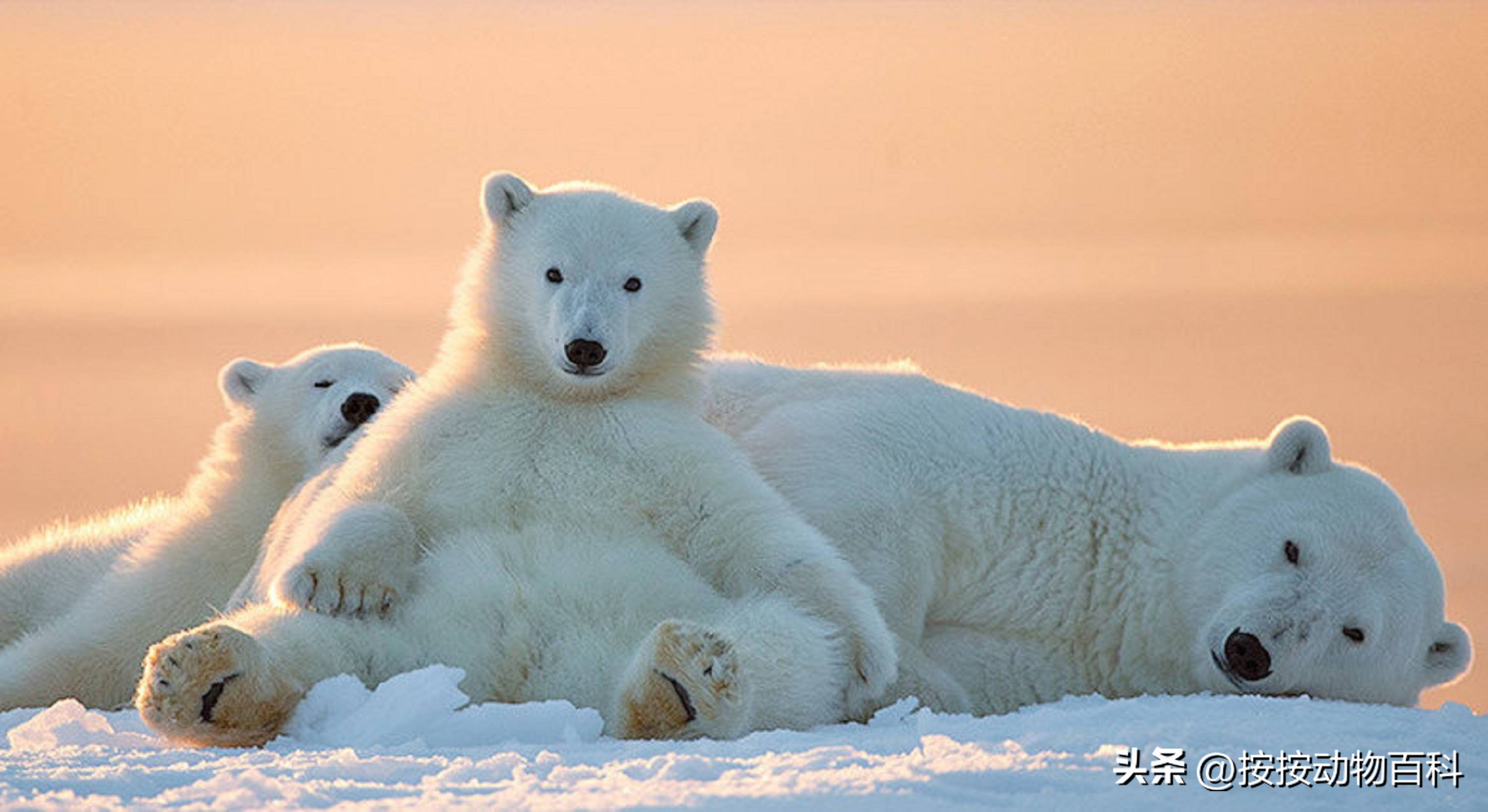 Big Bears in the Arctic - Polar Bears - iMedia