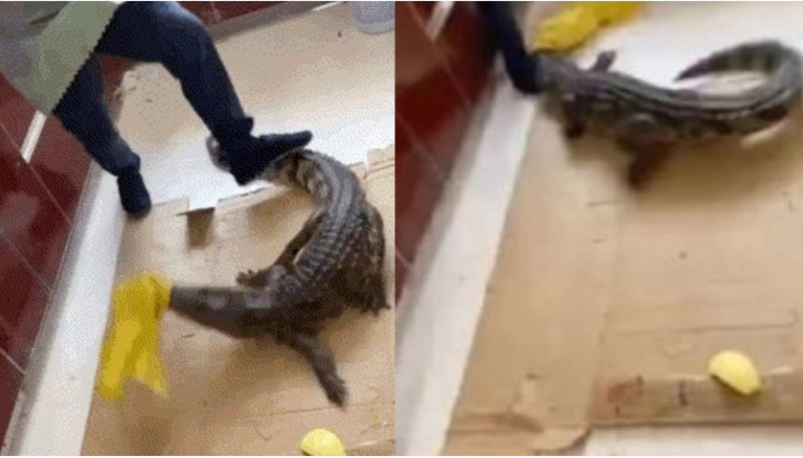 The picture is amazing!Frozen crocodile bought online is resurrected ...