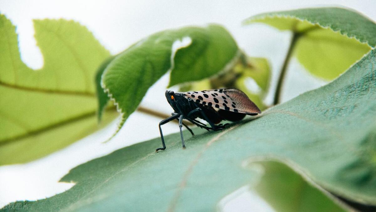 "Insects" reveals the survival wisdom in the microcosm - iMedia