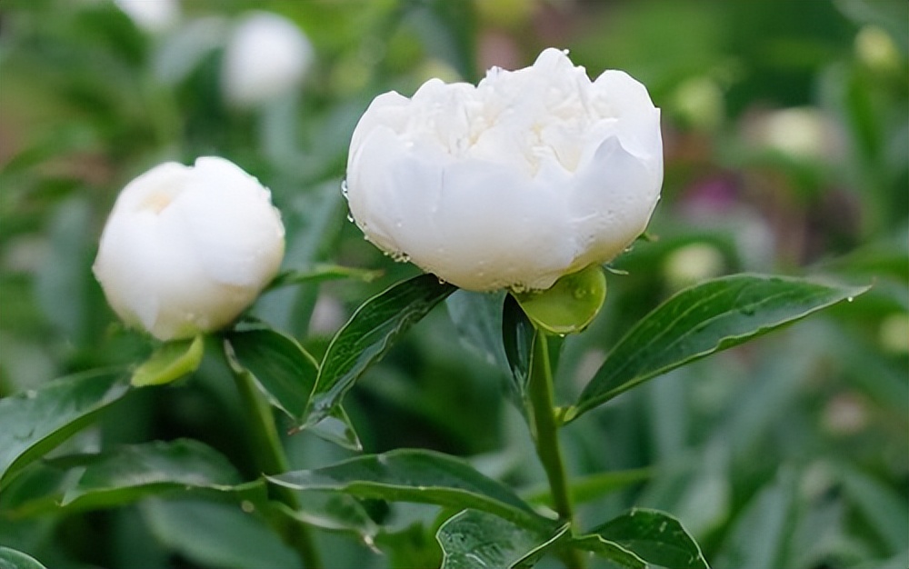 How to plant white peony seeds? The method and skill of planting white ...
