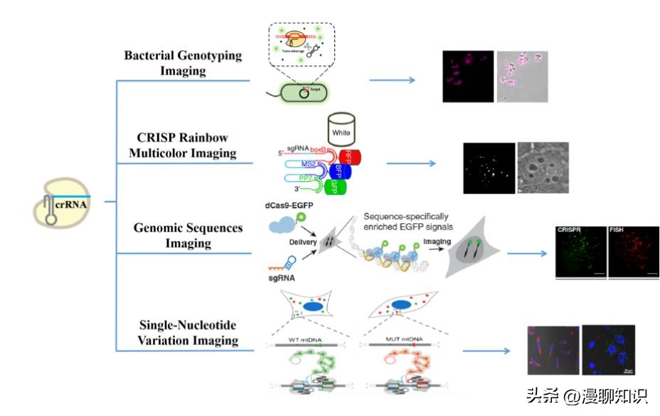 What are the applications of CRISPR-Cas based biosensing systems? What ...
