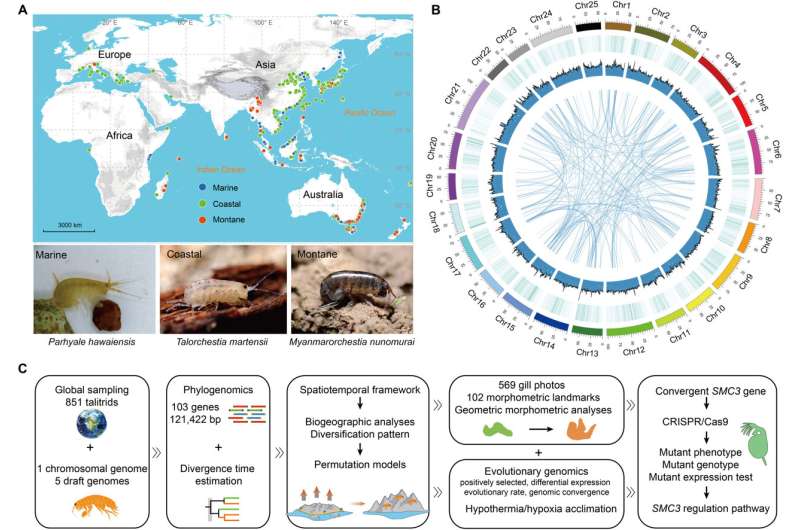 Chinese scientists reveal the legendary story of flea beetle evolution ...
