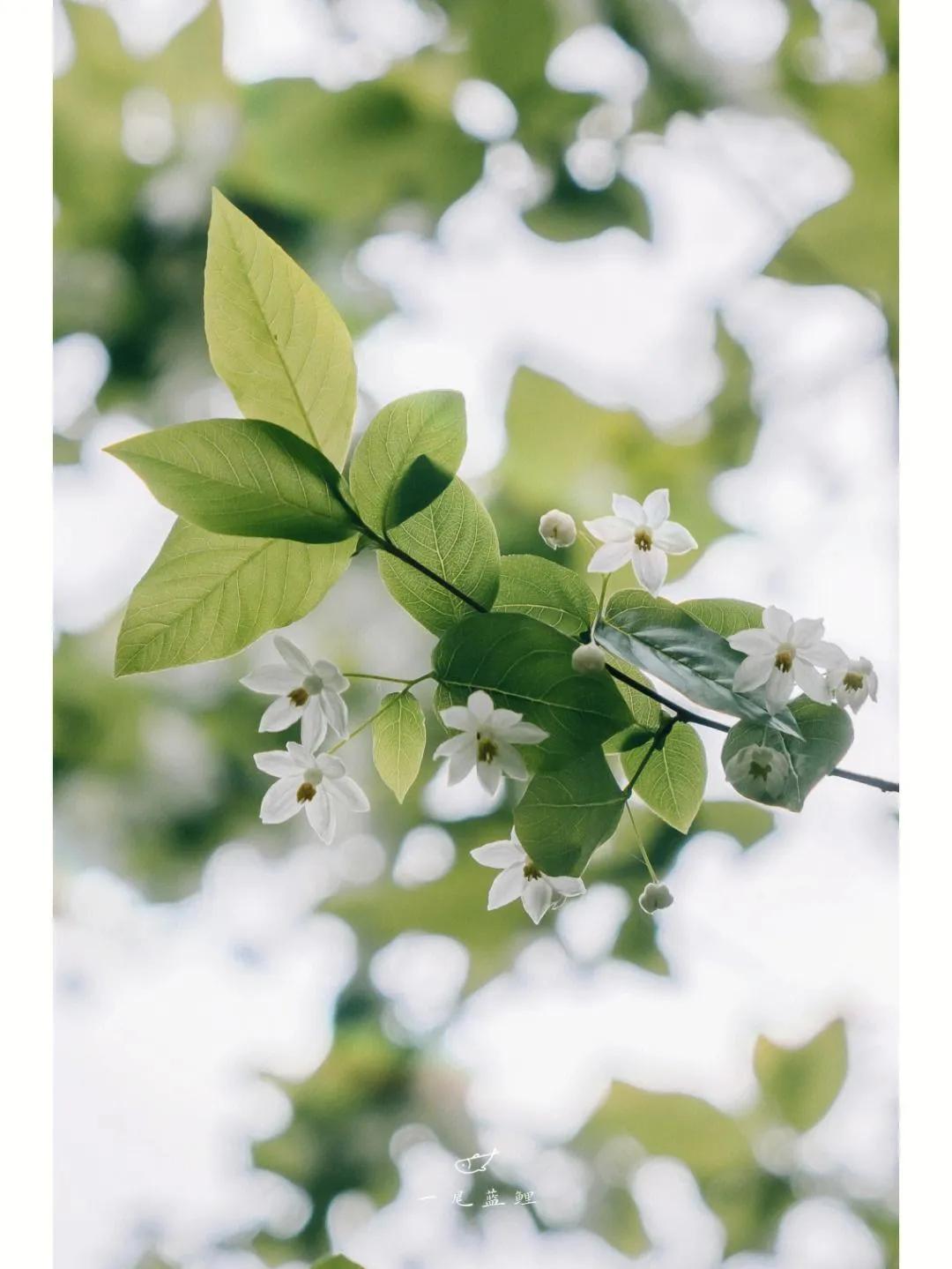 National Class II protected endangered rare plants: Jurong Baohua ...