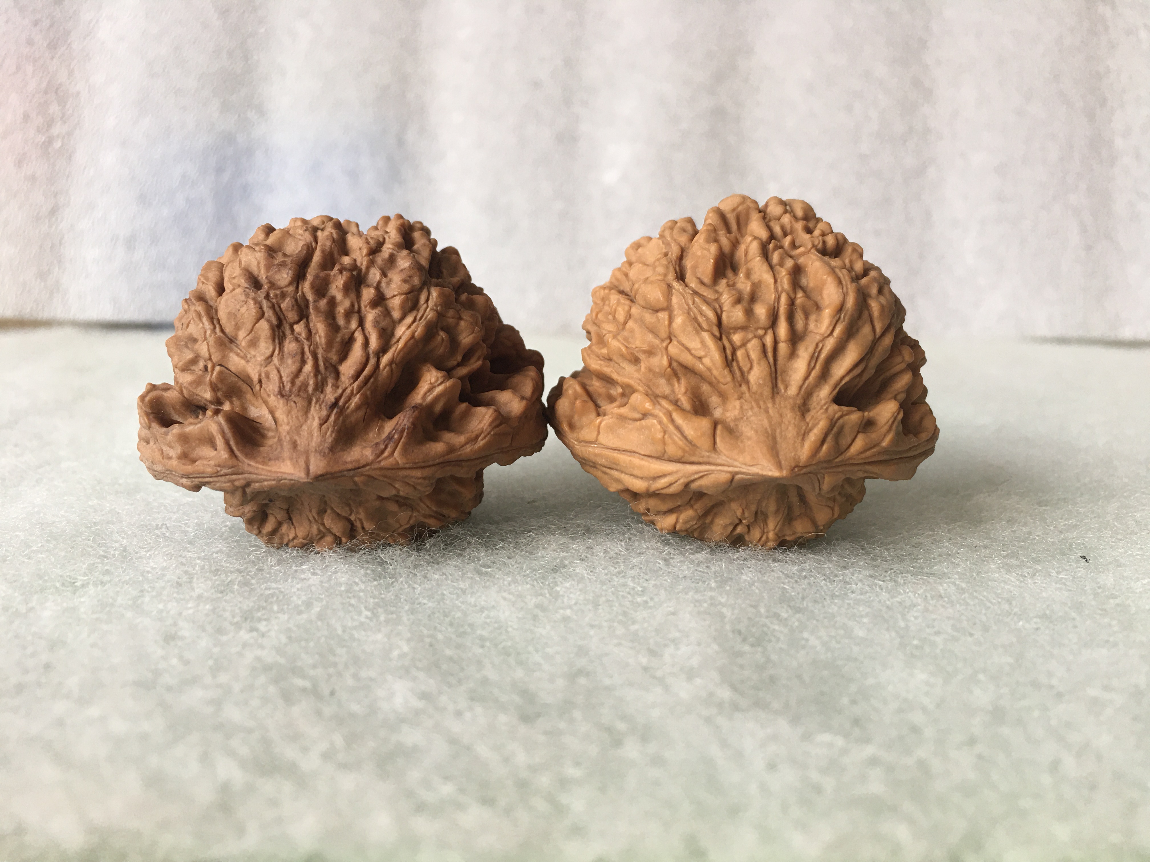 Feng's Wenwan Collection: The largest pair of turtle-backed walnuts in ...