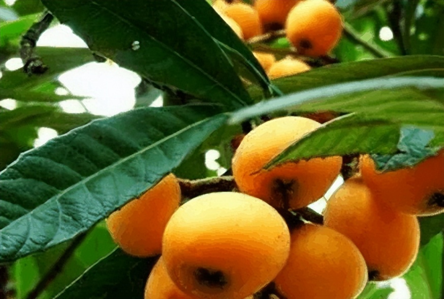 In May, the loquat tree is full of gold, and the loquat leaves are the ...