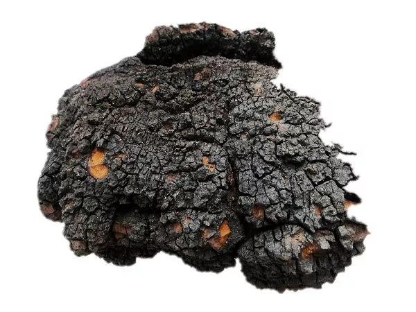 What is Inonotus obliquus? - iMedia