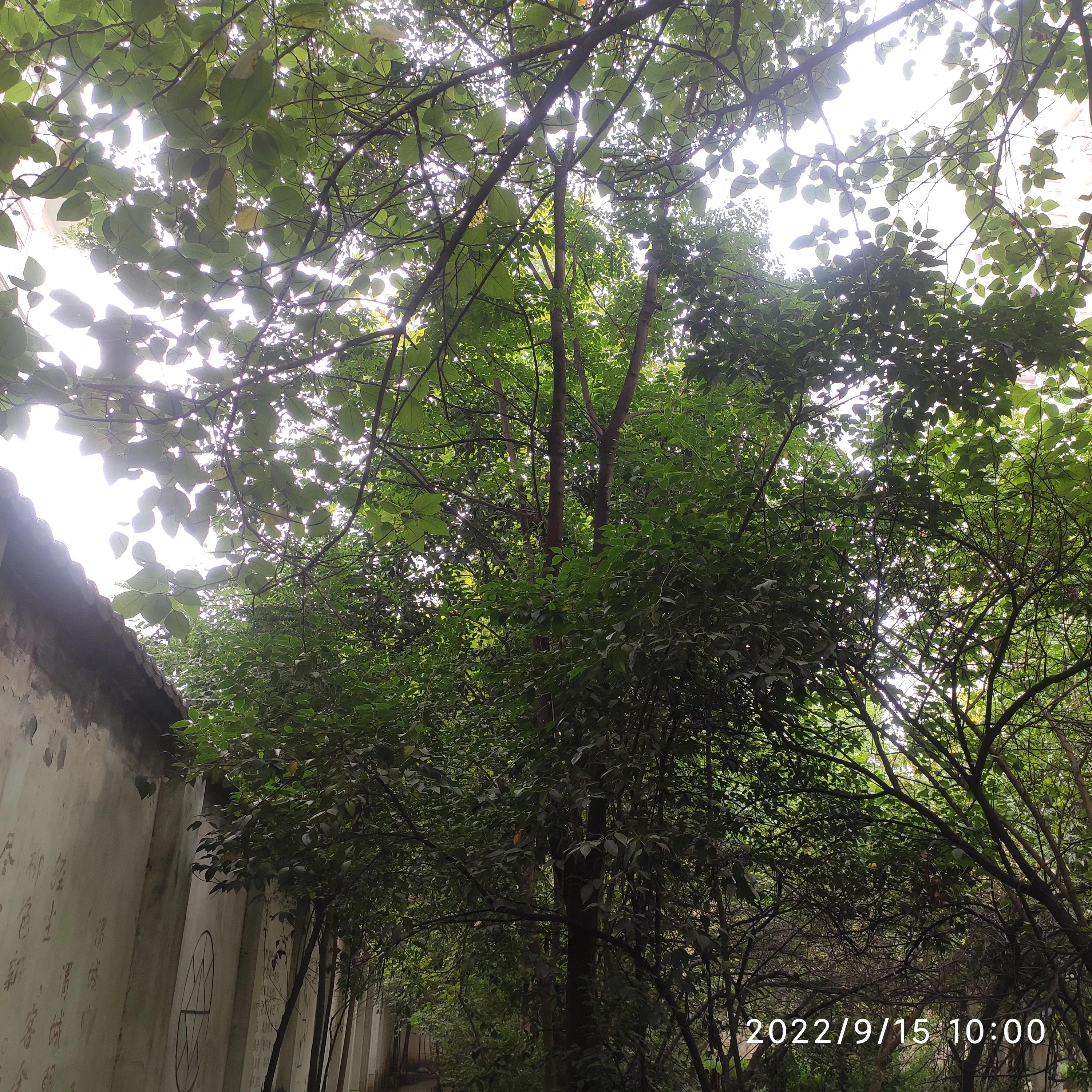 The Sun Court of the Five Laws of Qingyun - iNEWS