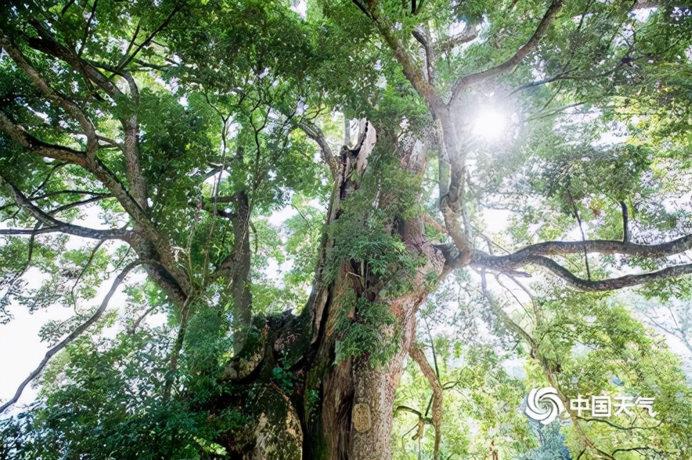 How expensive is nanmu, a tree can be exchanged for a Beijing courtyard ...
