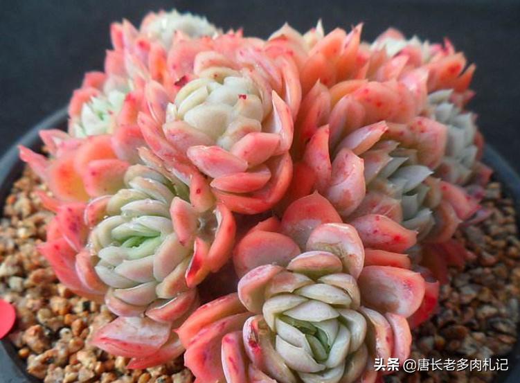 Bingmei and Gemini Berry are two types of succulents that have been ...
