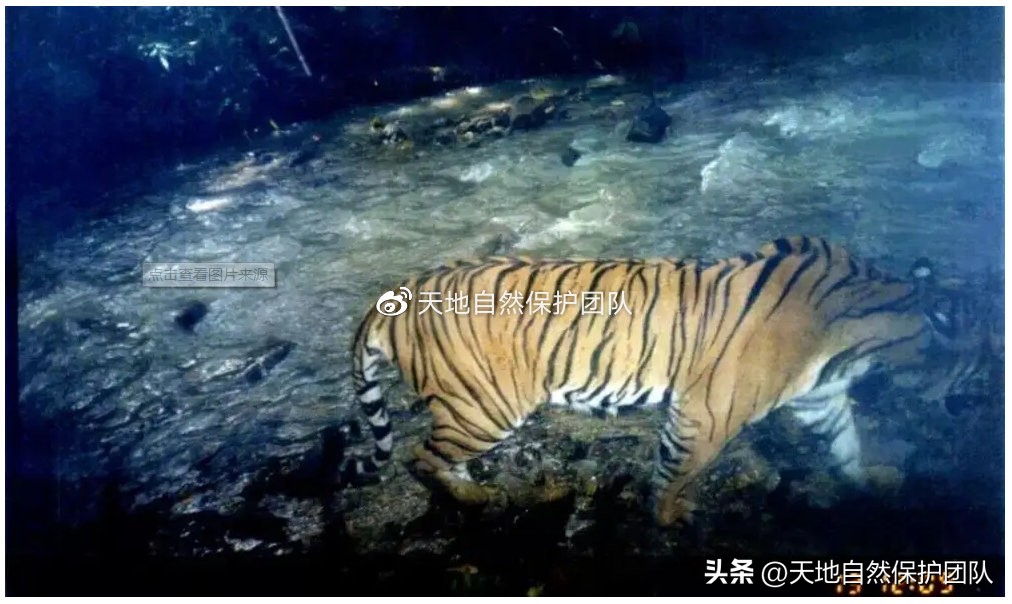 How Rare Wild Animals Disappear in Nature Reserves - iMedia