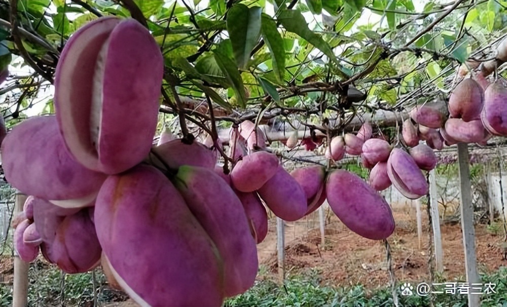 August melon is very popular in the countryside, but do you know its edible value? - iMedia