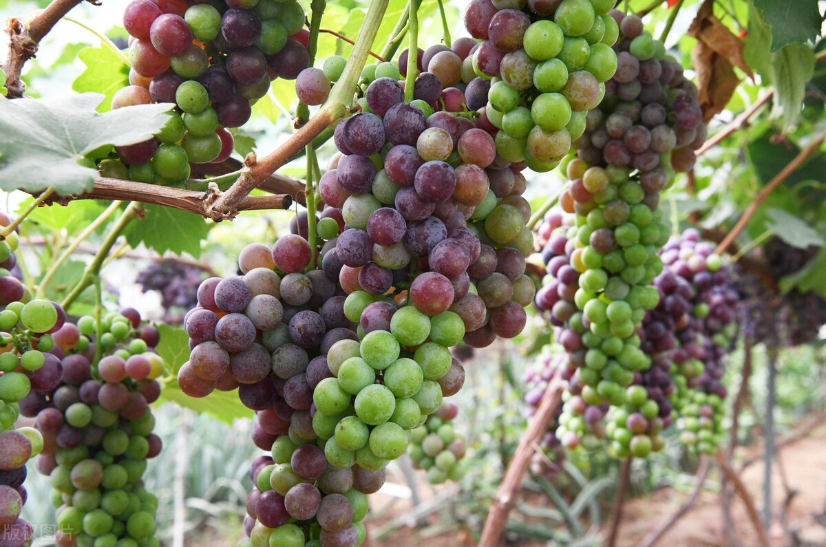 The top five rankings of the most delicious grapes in China, see if ...
