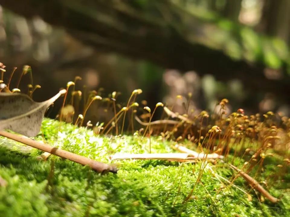 Chapter Three of the Tao Te Ching: How to strengthen your body and ...