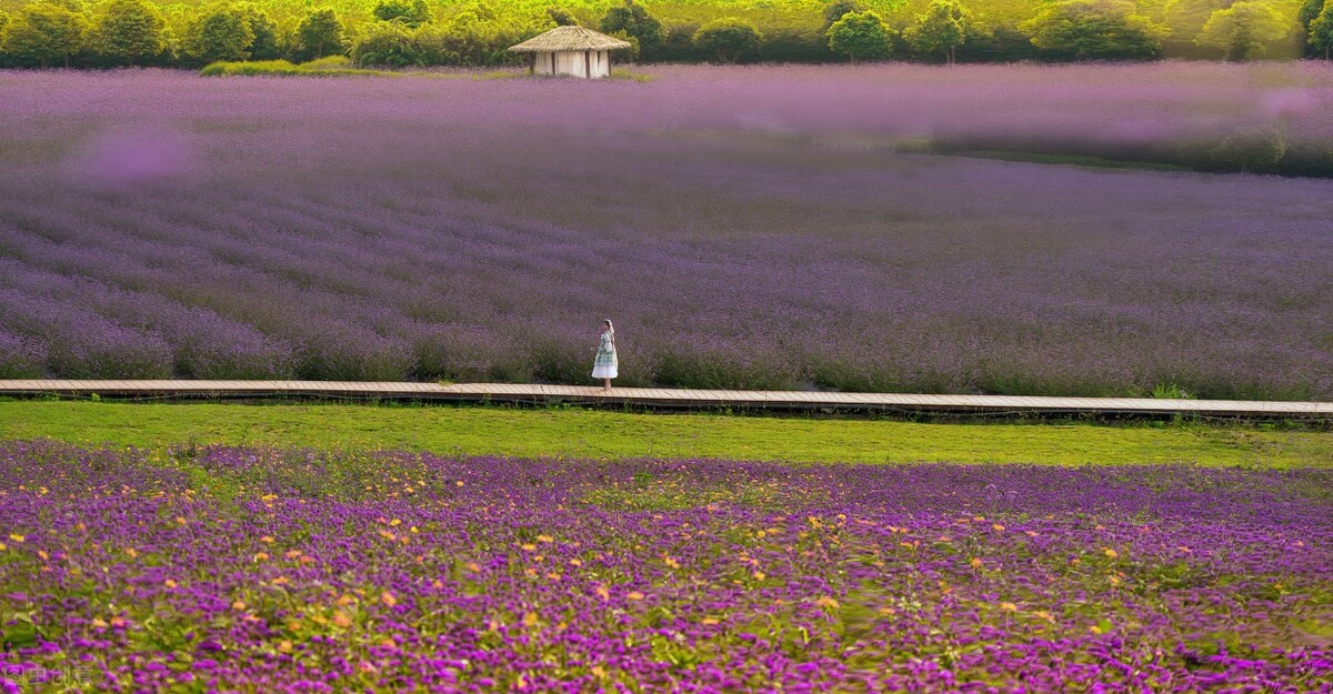 I can't hide it!These 8 places in Chengdu bloom into a sea of flowers ...