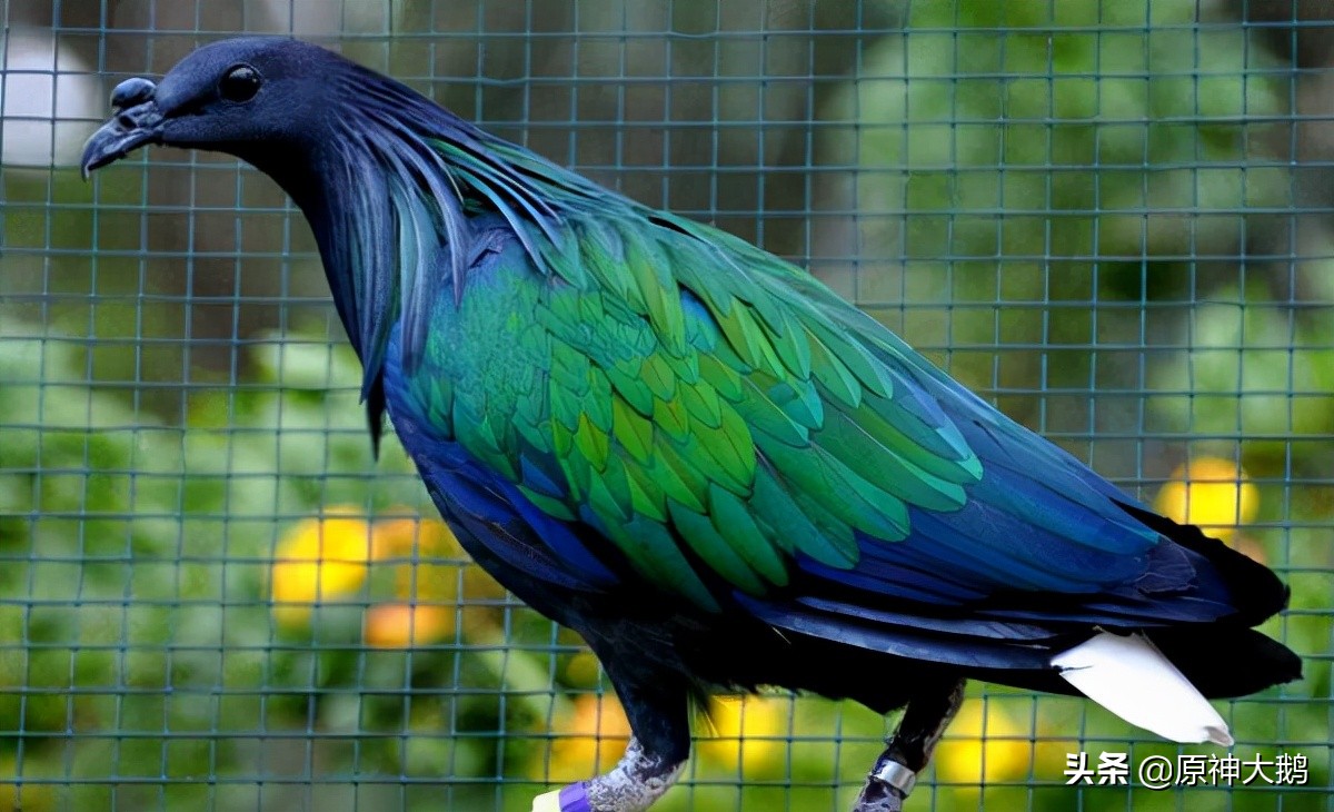 Dudu bird DNA sequence was successfully obtained by biologists, and it ...