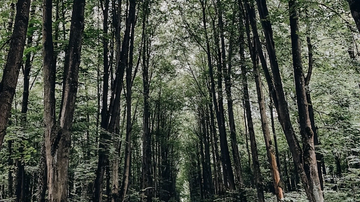 [Good article sharing] Listen to the simplicity and purity of classical ...