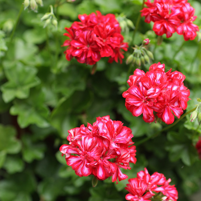 Prose: The rain in the dream of geranium‖Geranium pictures to share - iNEWS