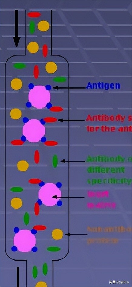 What is the principle of affinity chromatography? How to analyze the ...