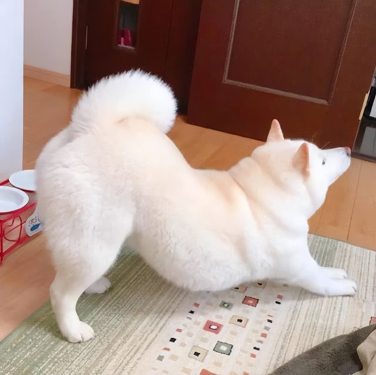 Gouzi suddenly "lifts his ass" to you, not because he despises you, but ...