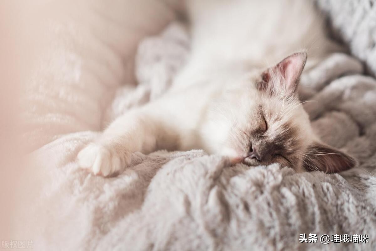 Do cats dream too? Demystifying Cats' Sleep and Dreams - iMedia