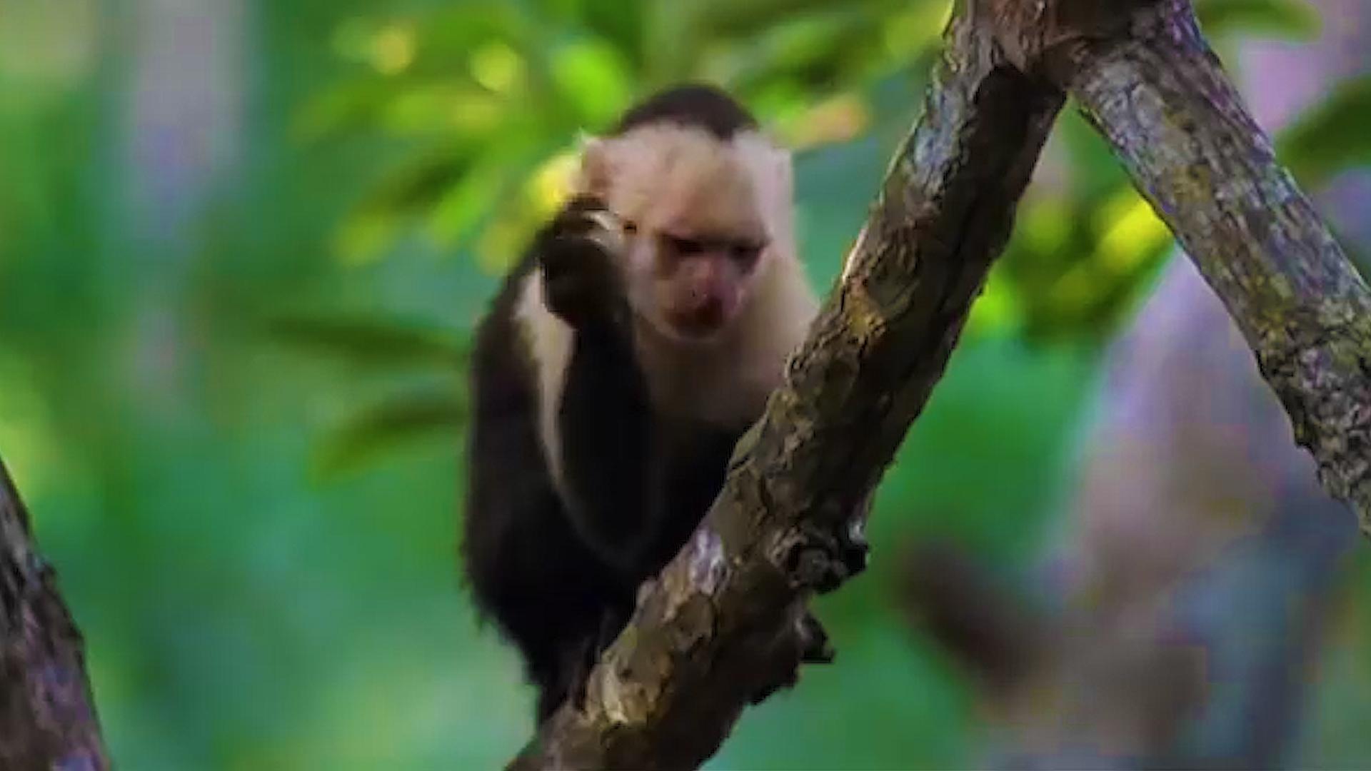 The IQ of the capuchin monkey "bursts the watch", digs out the bird's ...