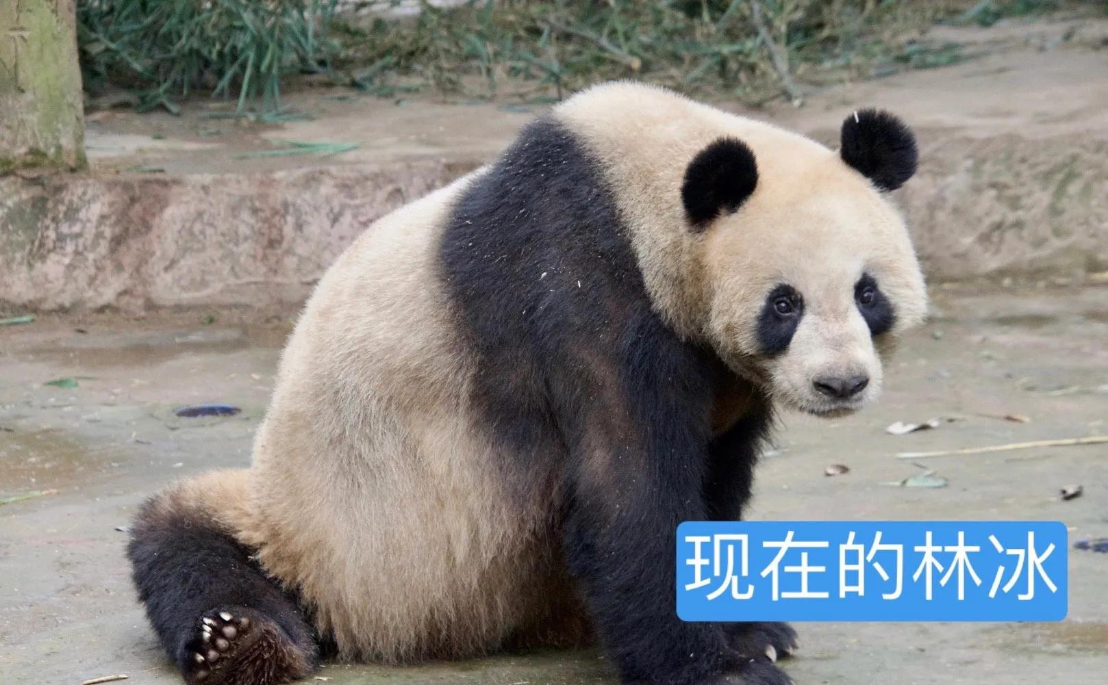 The giant panda Lin Bing was unable to separate from her cubs in time ...