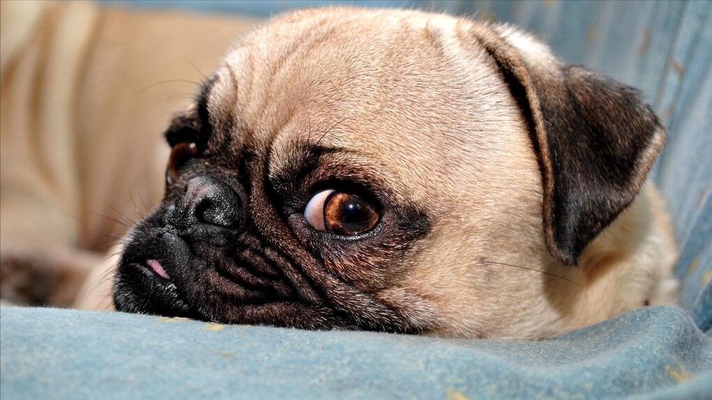 The persuasion of raising pugs, any dog has advantages and ...