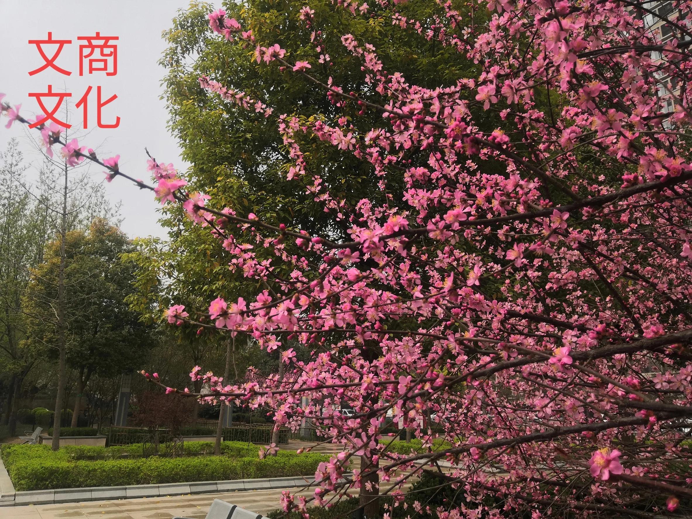 Culture and business culture: how beautiful is Pan An? - iNEWS