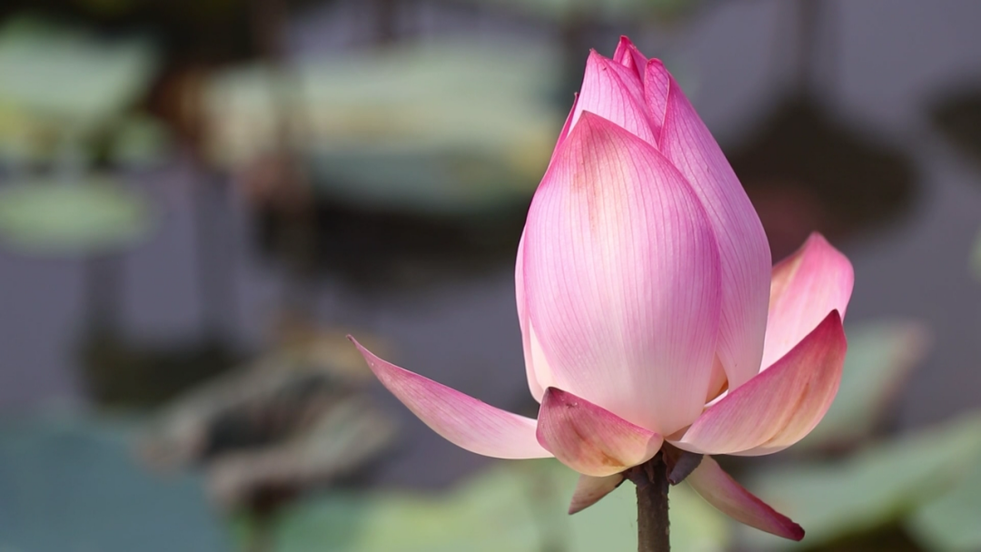 strange!In the lotus pond in September, the leaves are half withered ...