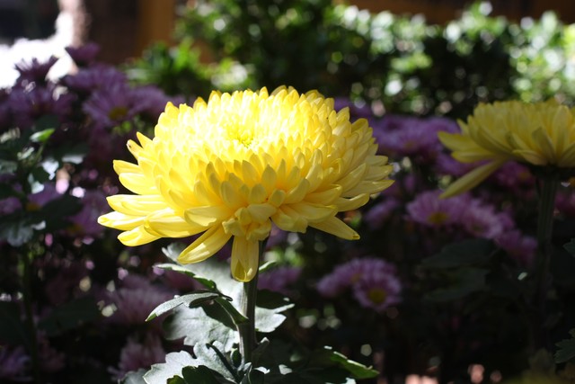 Yuan Zhen and Cui Shi: the love story behind the poems, the ...