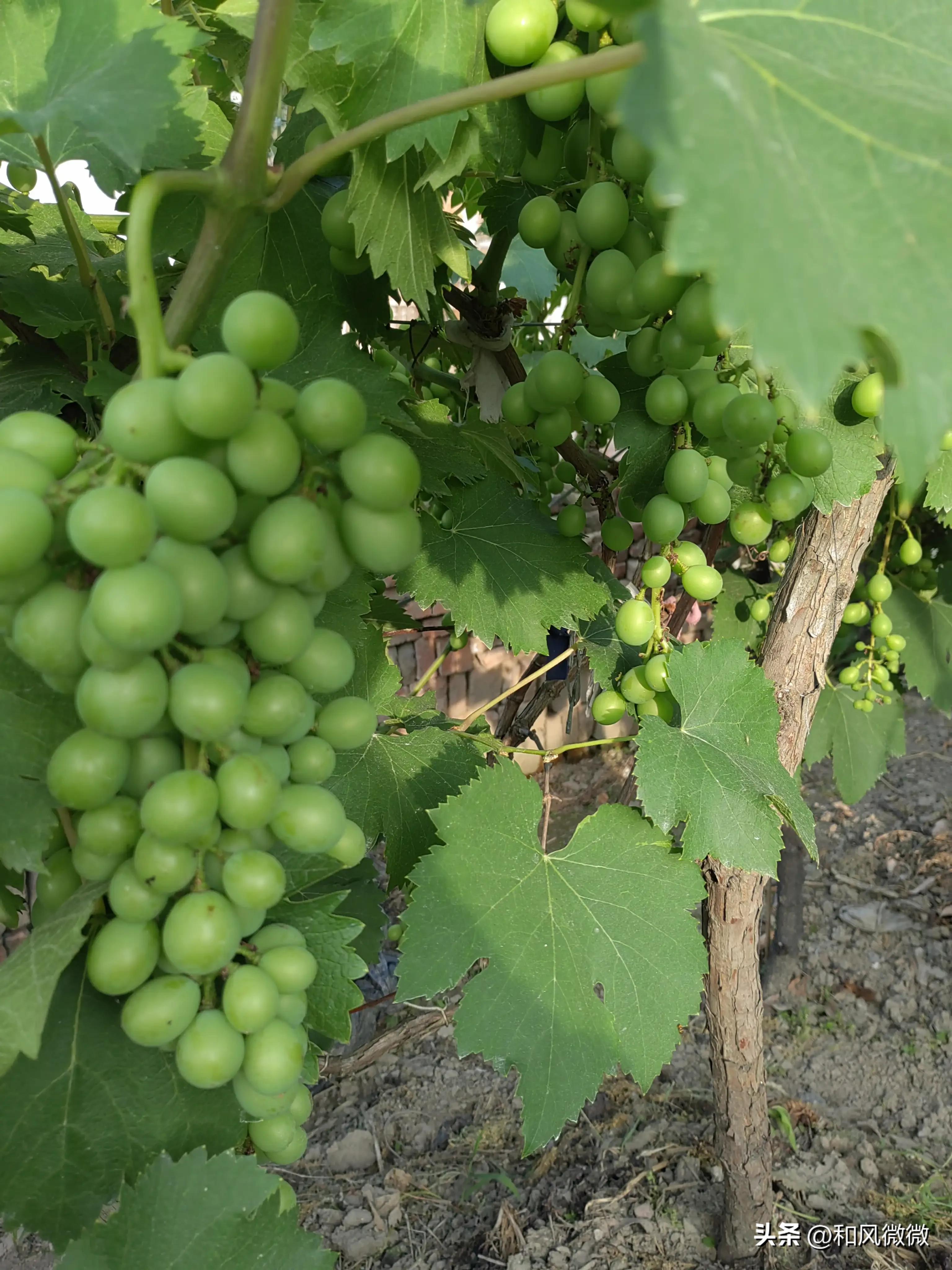 Green crystal clear grapes full of joy - iNEWS