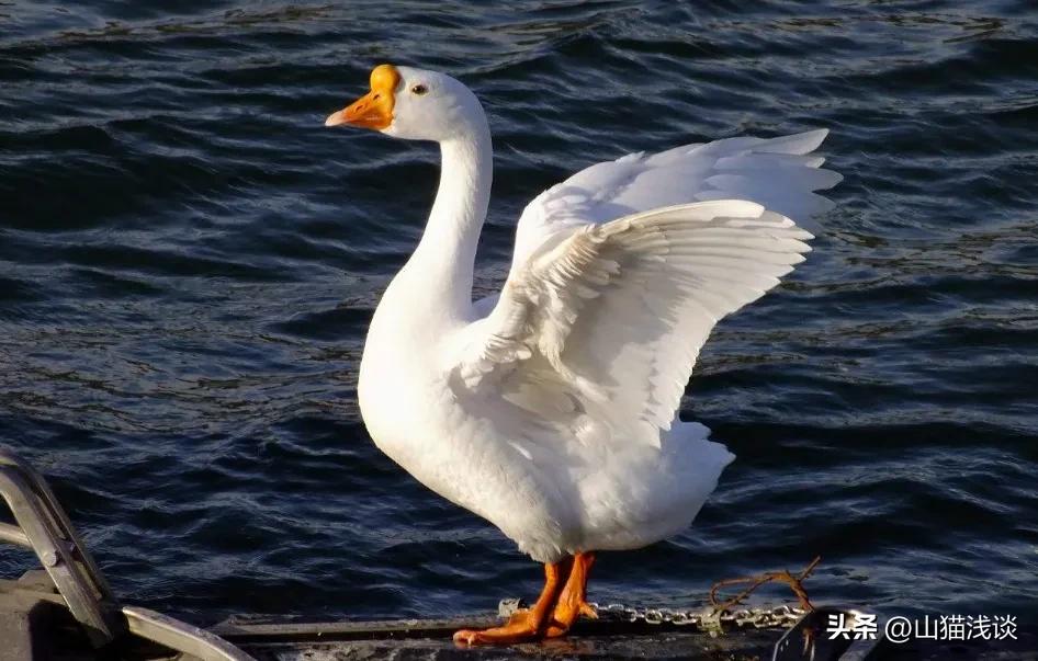 The old man in the countryside said: "Where the geese are raised, the ...