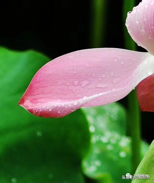 Flowers of Xishan, Guilin - iMedia
