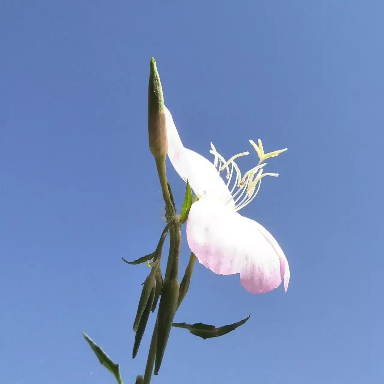 Li Shangyin: A poem of falling flowers is full of sadness, heartbroken ...