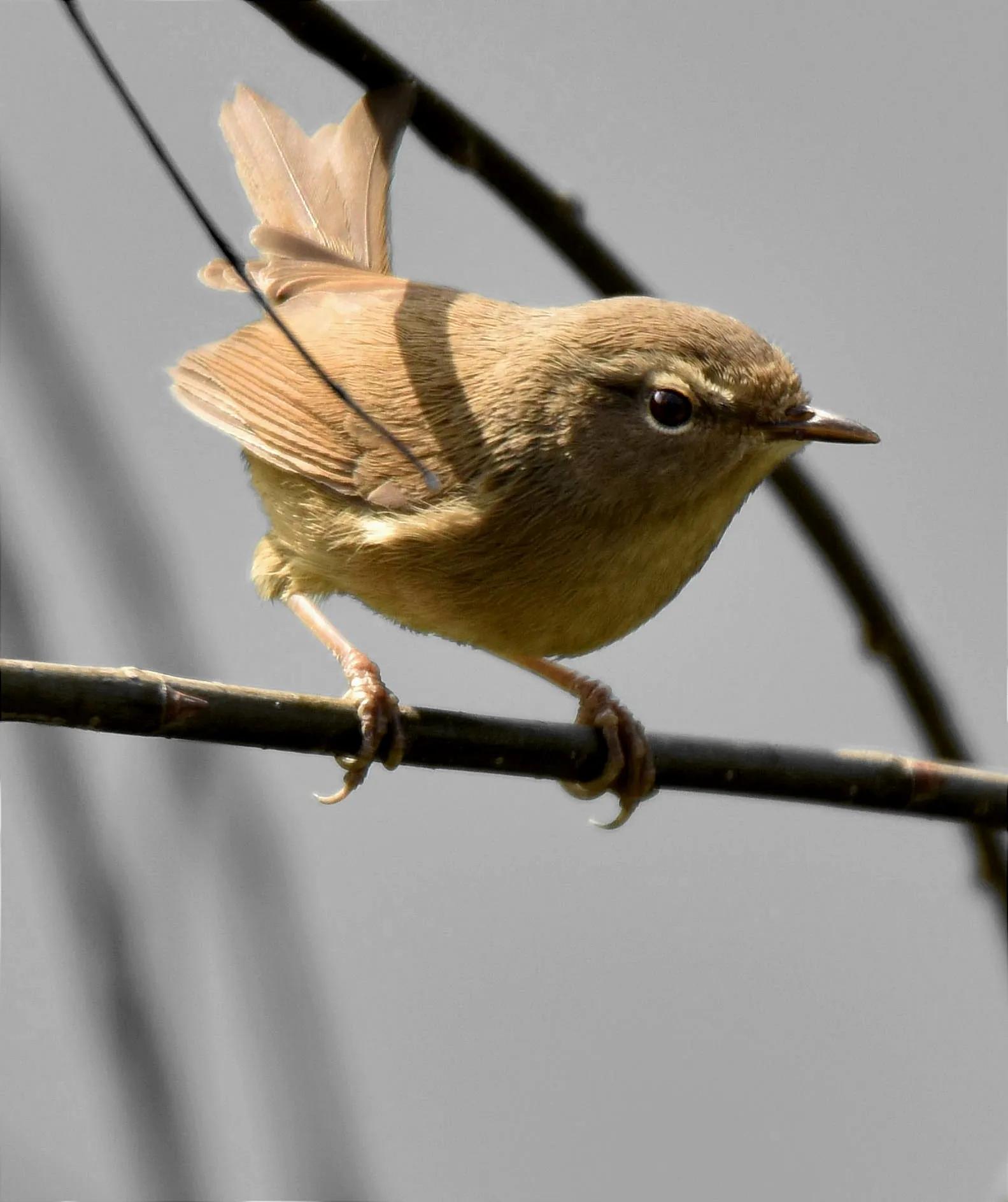 "Qing ~ Ming ~ Drunk" - iNEWS