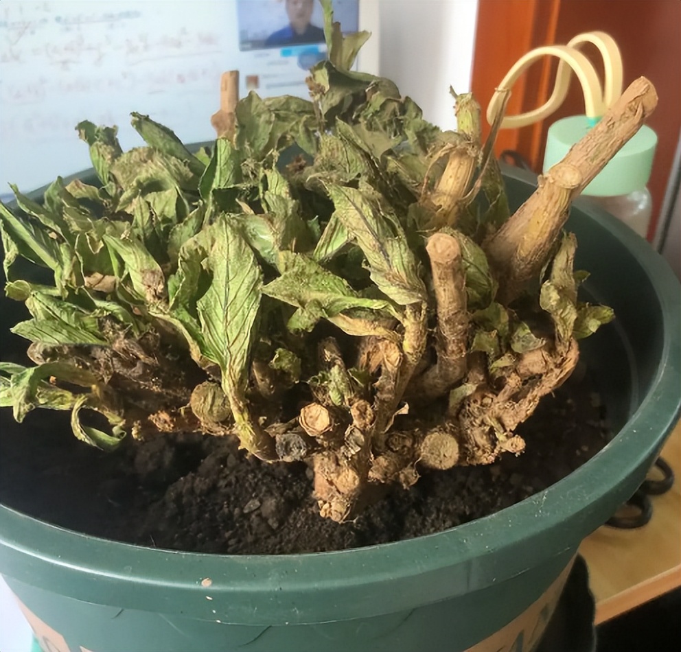 5 "Routine Flowers" - iNEWS